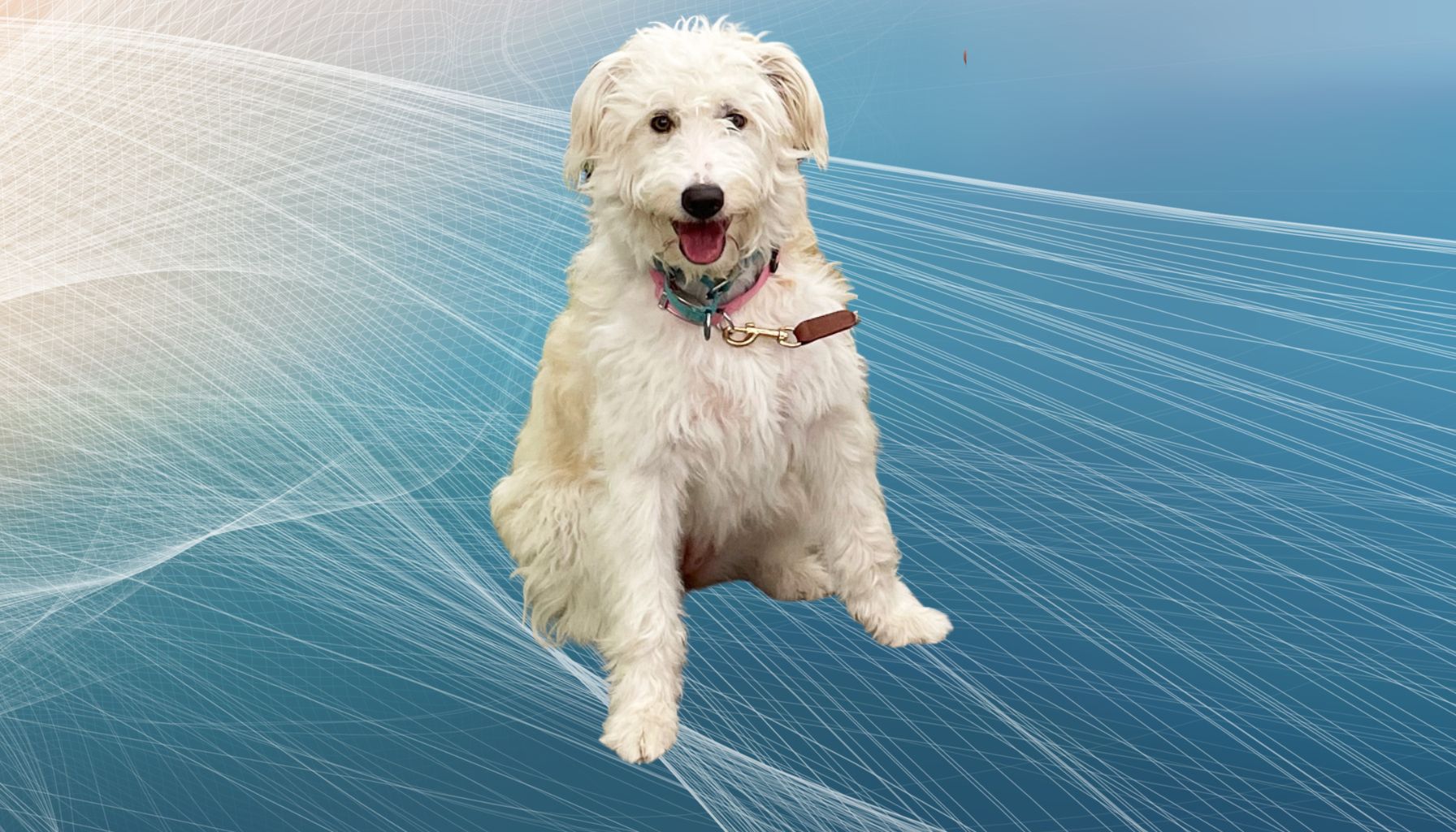 Do Aussiedoodles Have a Double Coat or Single Coat?